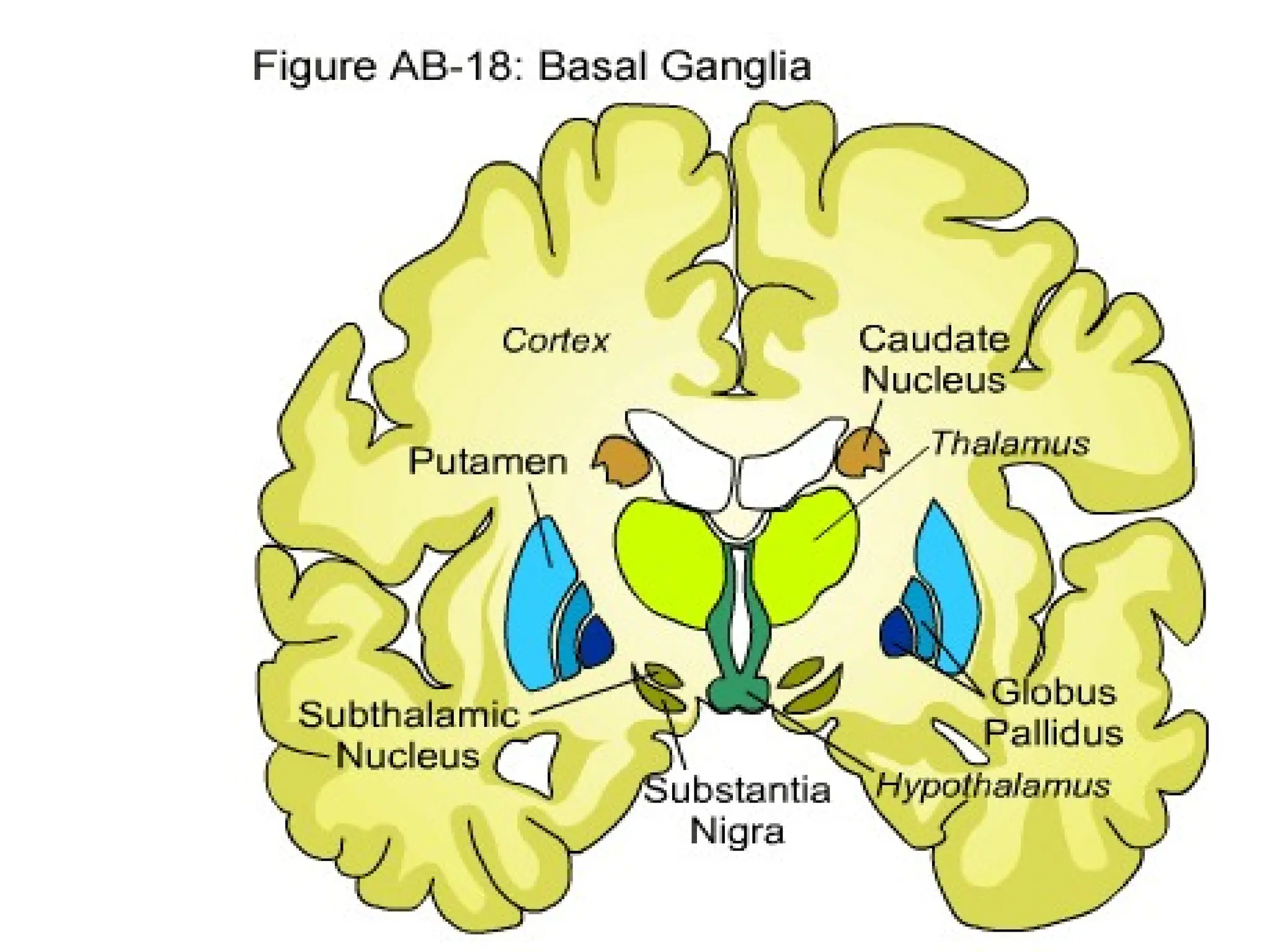 BASAL GANGLIA, their Functions and Connections pptx | PPTX