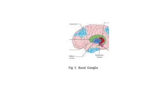 Basal_ganglia_Structure_Function_Importance | PPTX