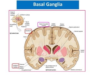 BASAL GANGLIA the relay centre of the brain | PPSX
