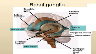 the basal ganglia its parts components and functions | PPTX