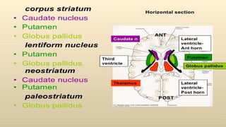 the basal ganglia its parts components and functions | PPTX
