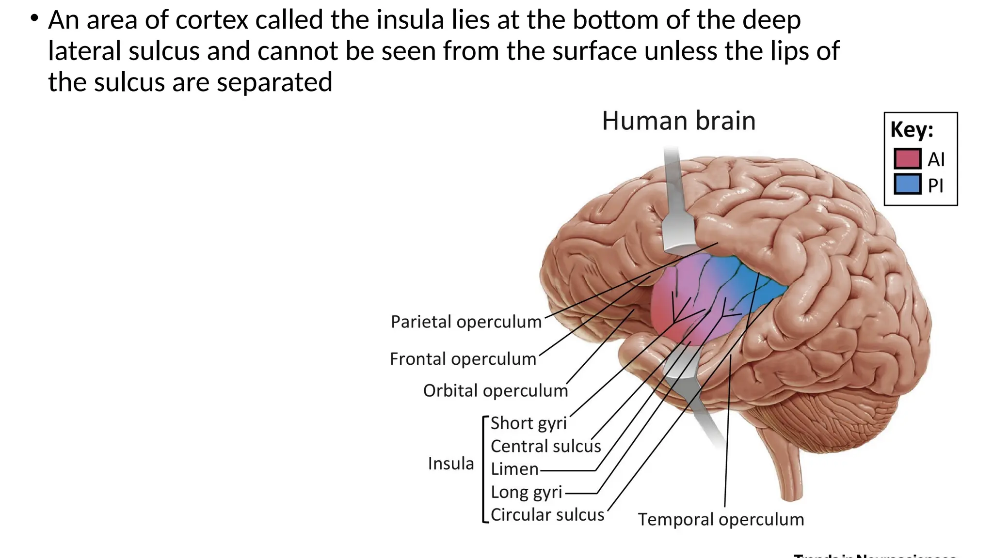 Basal ganglia.pptxpresentation anatomy.. | PPTX