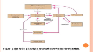 Basal ganglia | PPTX