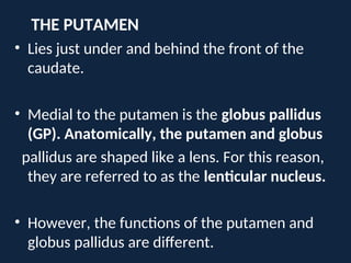 Basal Ganglia Anatomy by Dr Aiyegbusi.ppt