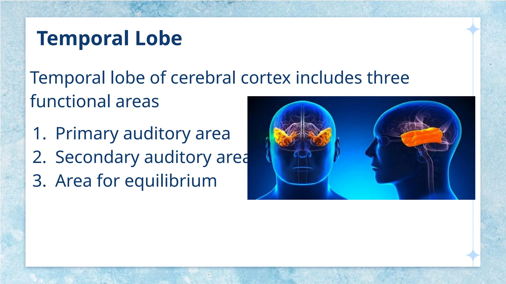 basal ganglia and cerebral cortex final 1.pptx