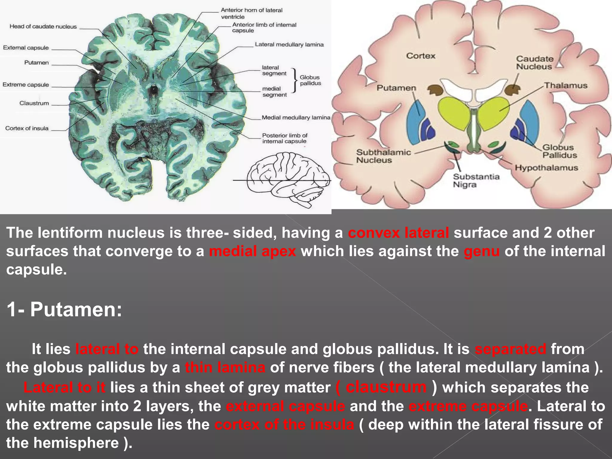 Basal ganglia and clinical anatomy, by Dr. Gagan Gupta(PT) | PPT