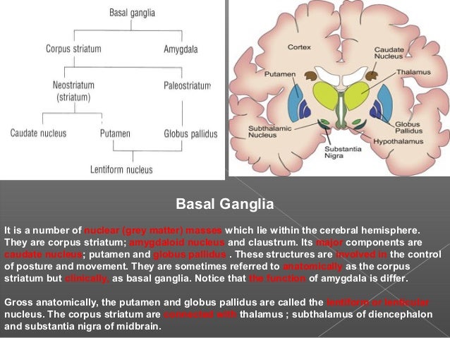 Basal ganglia and clinical anatomy, by Dr. Gagan Gupta(PT)