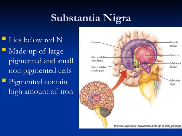 Basal Ganglia And Disorders.pptx PXFGCHVJKL;DXFCGHVJBKLPPPP | PPT