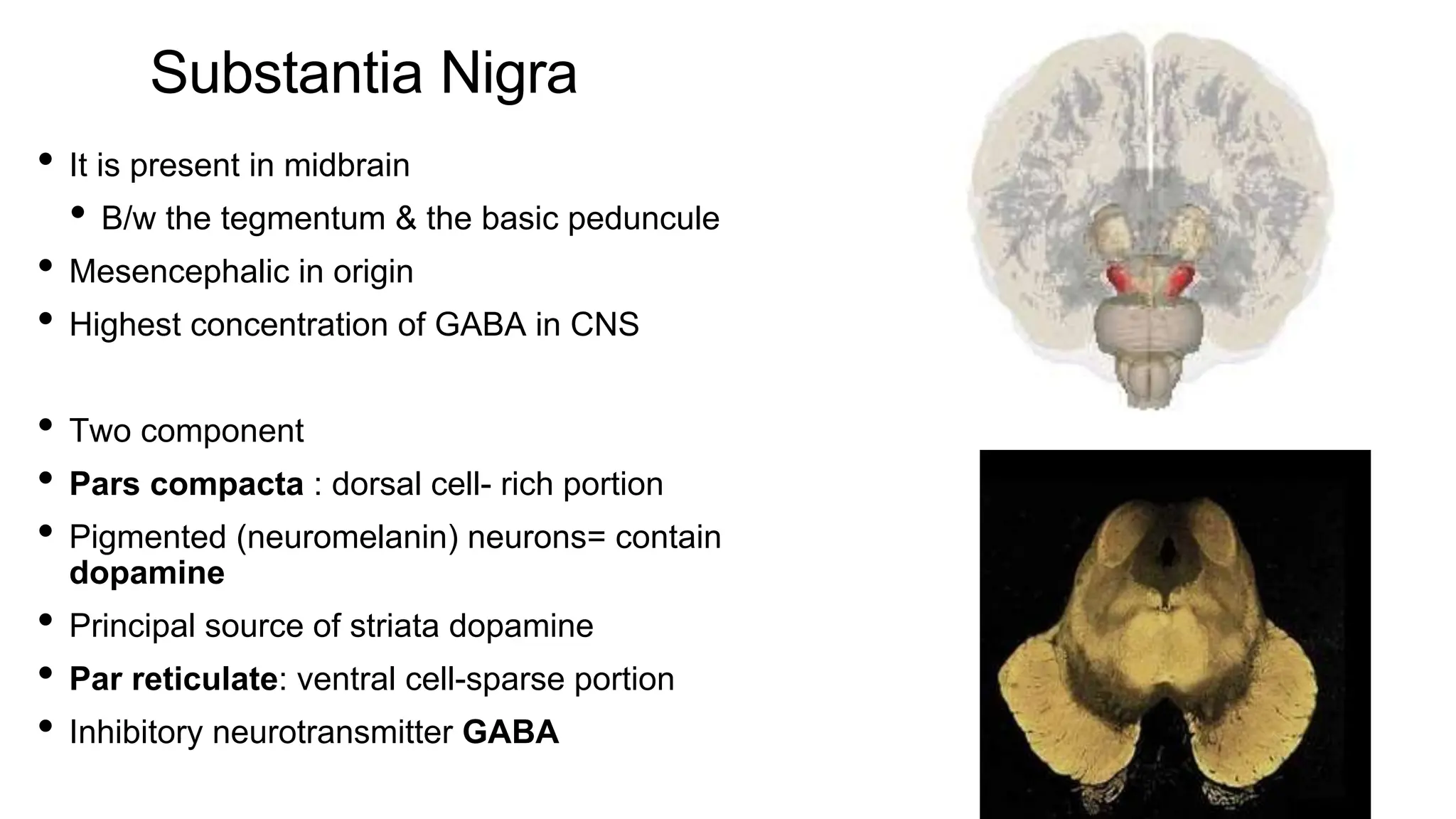 basal ganglia and its circuits connection.pptx