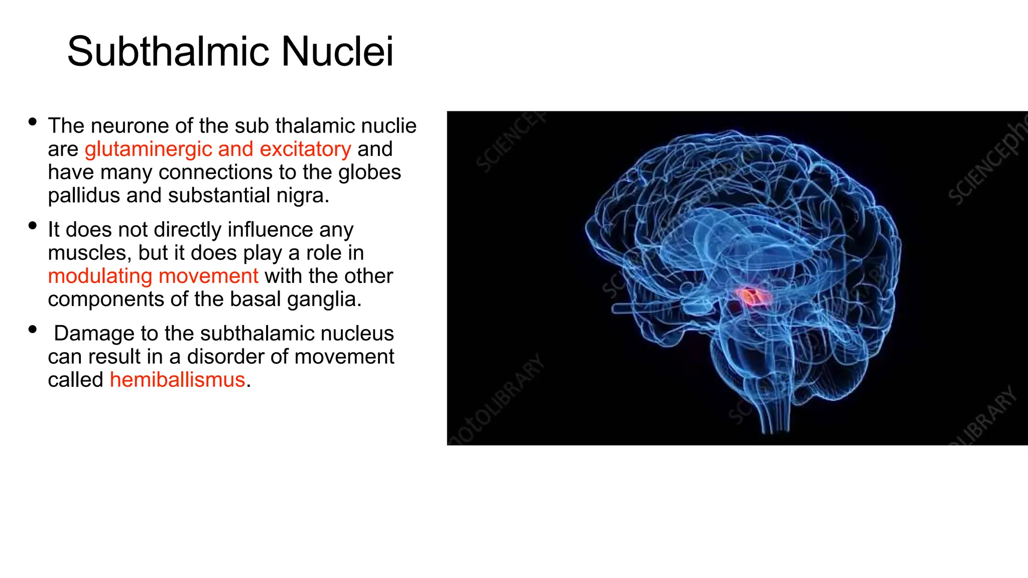basal ganglia and its circuits connection.pptx