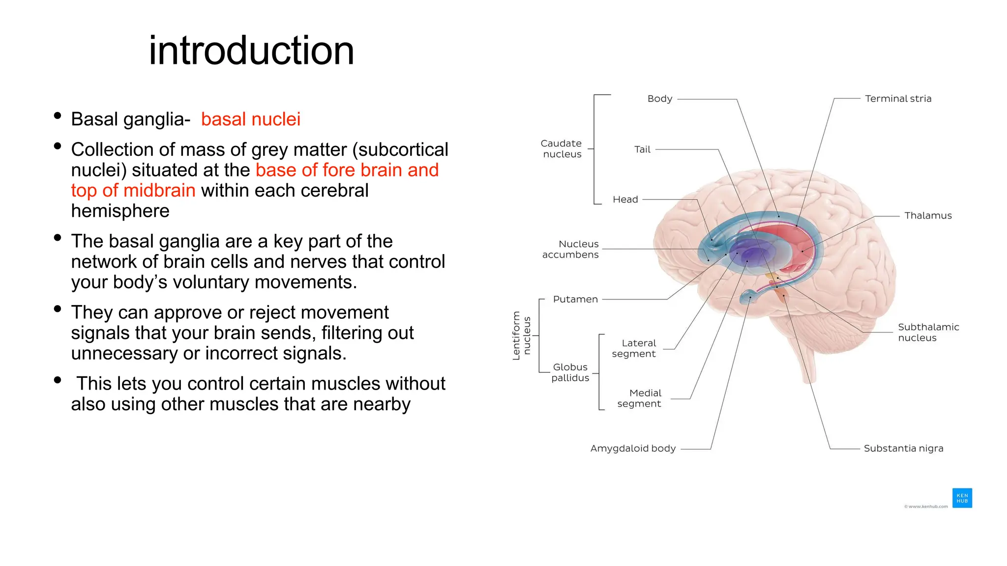 basal ganglia and its circuits connection.pptx