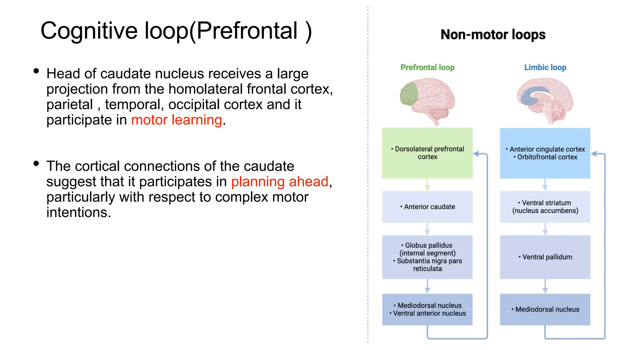 basal ganglia and its circuits connection.pptx