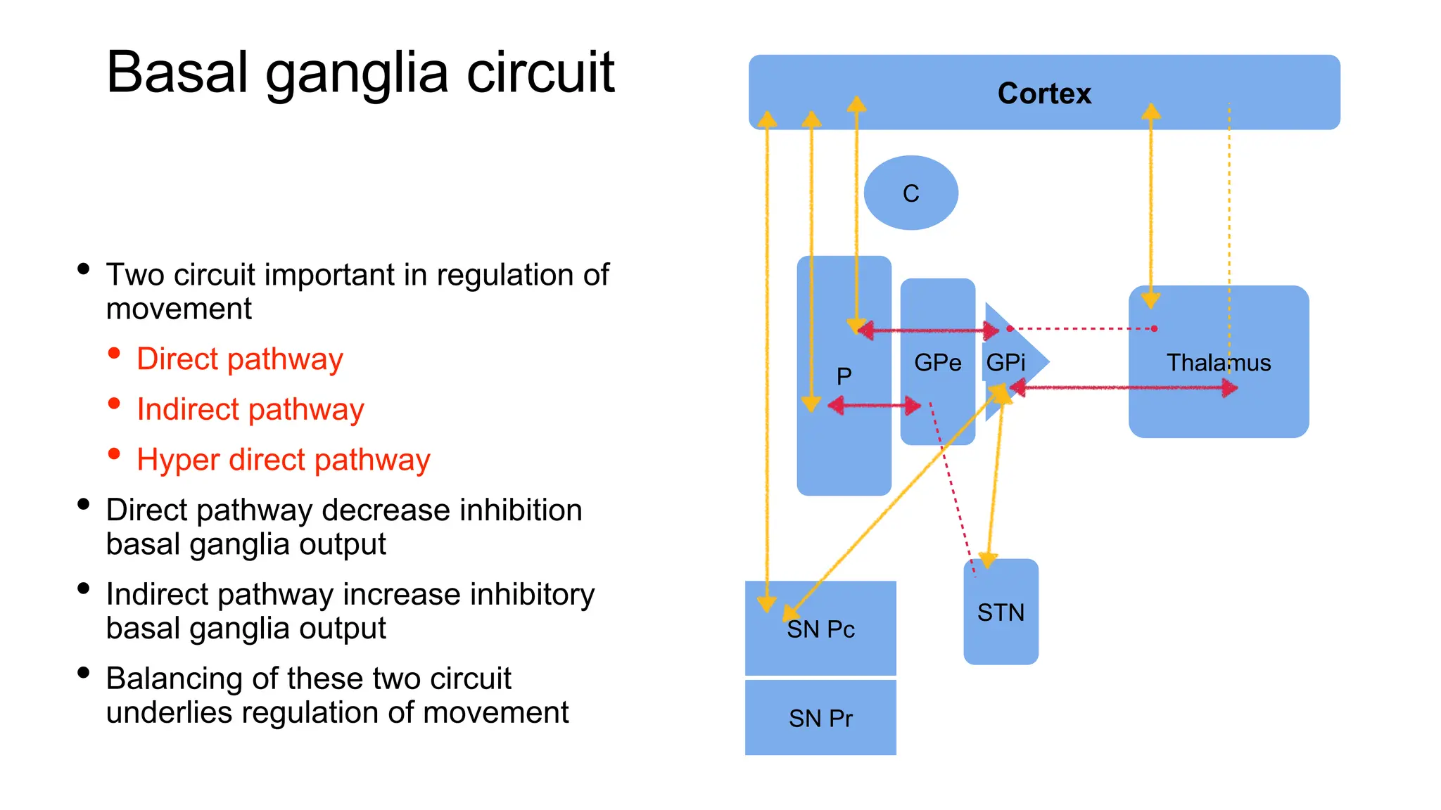 basal ganglia and its circuits connection.pptx