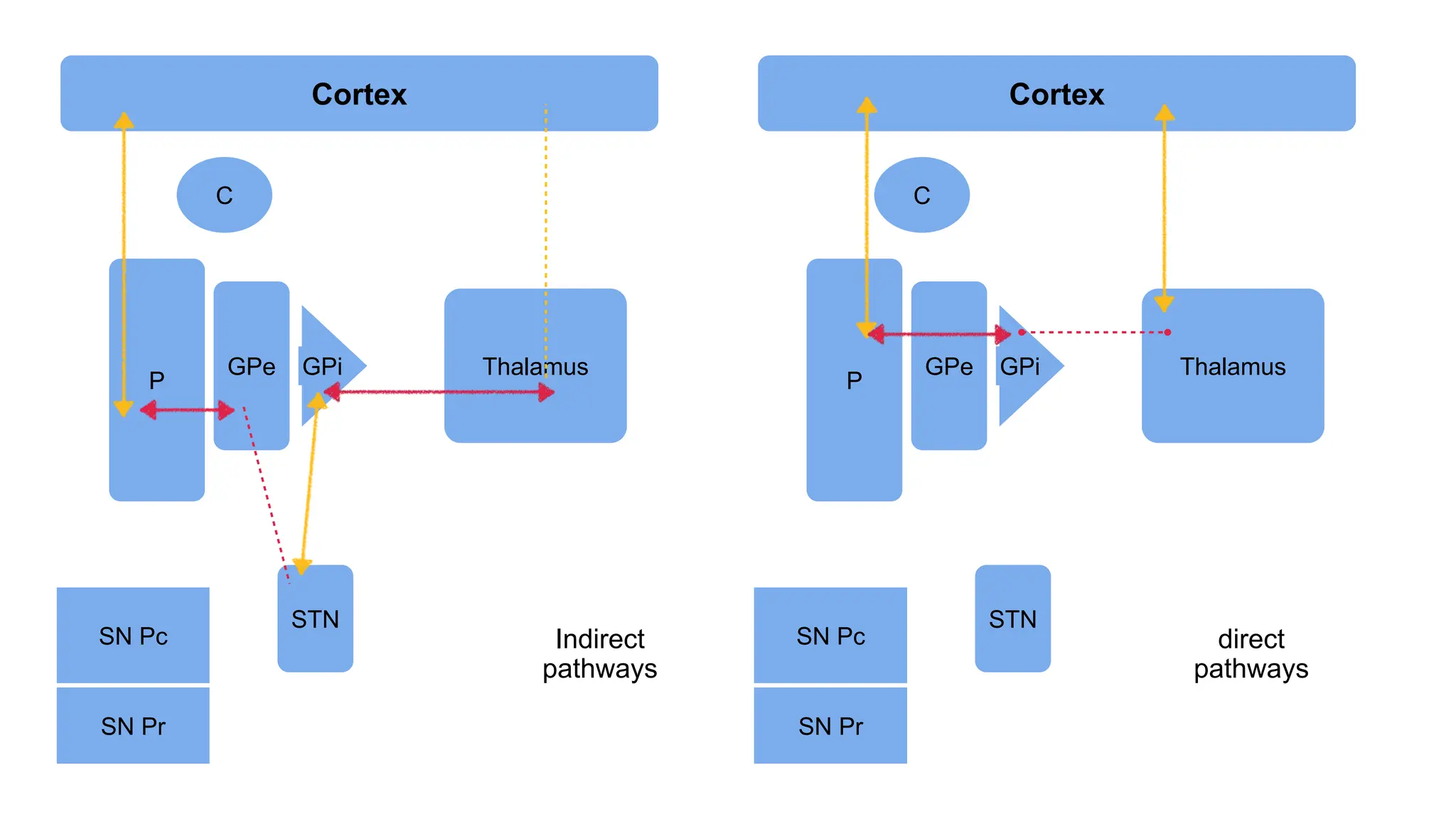basal ganglia and its circuits connection.pptx