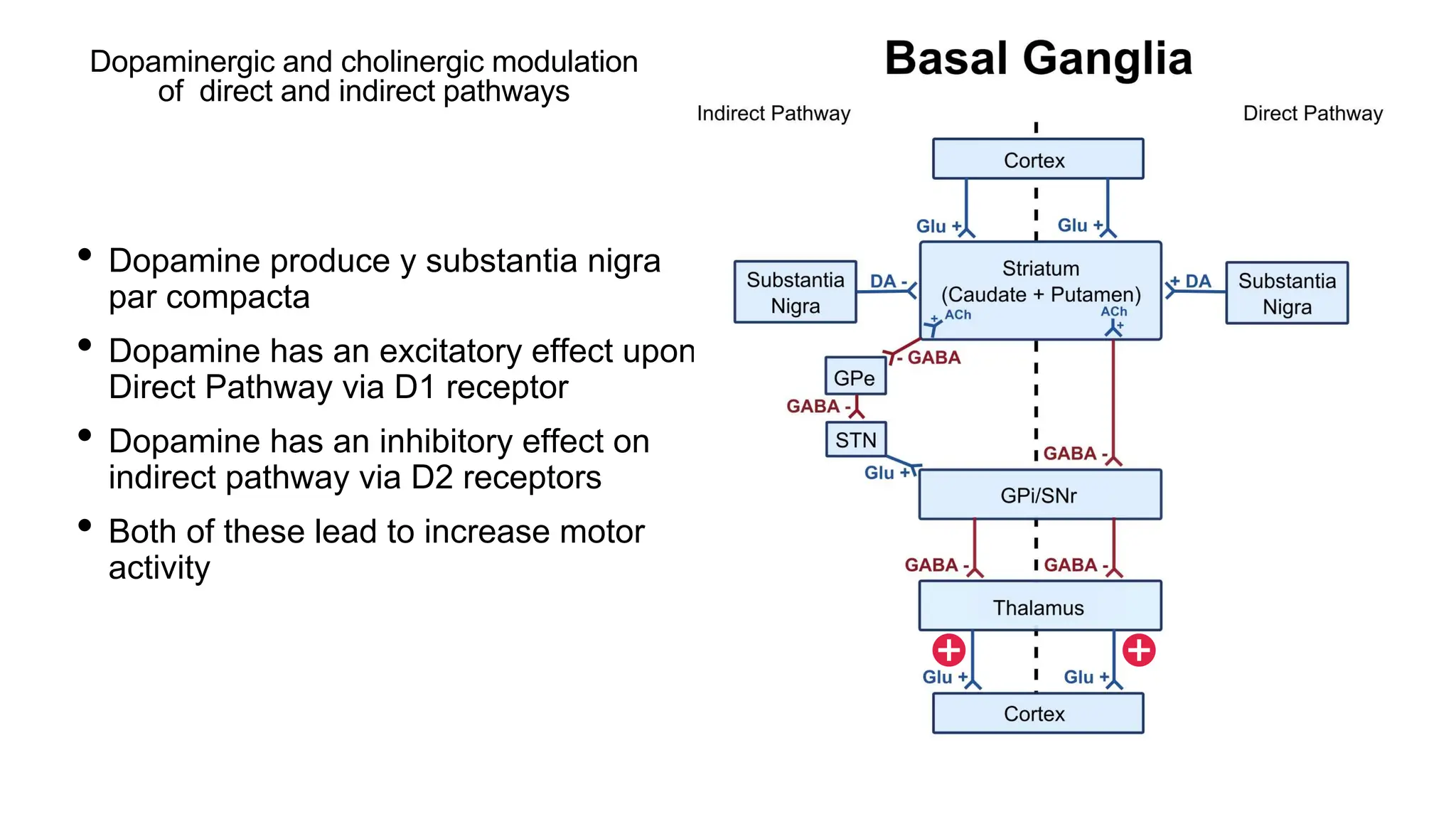 basal ganglia and its circuits connection.pptx