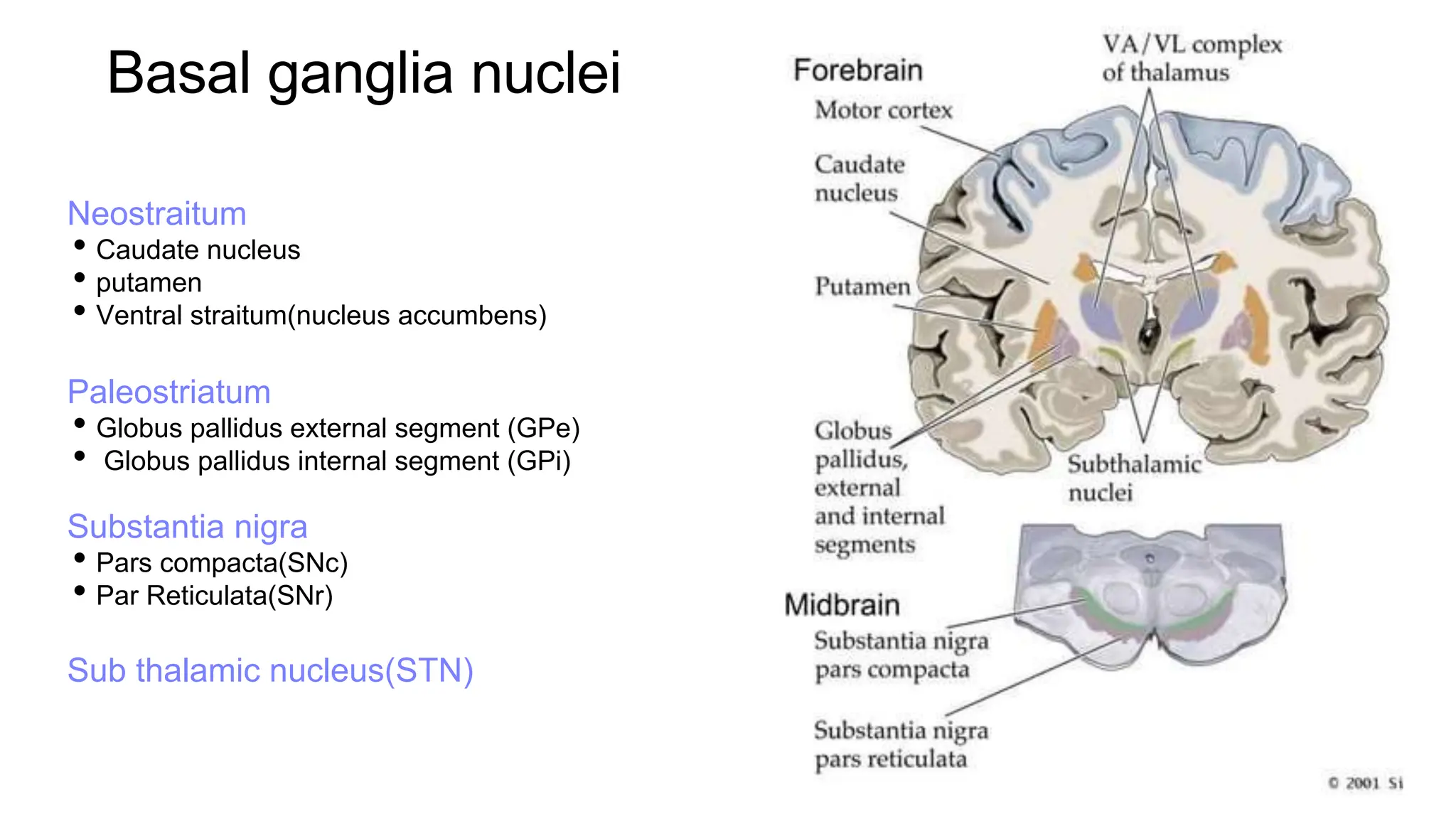 basal ganglia and its circuits connection.pptx