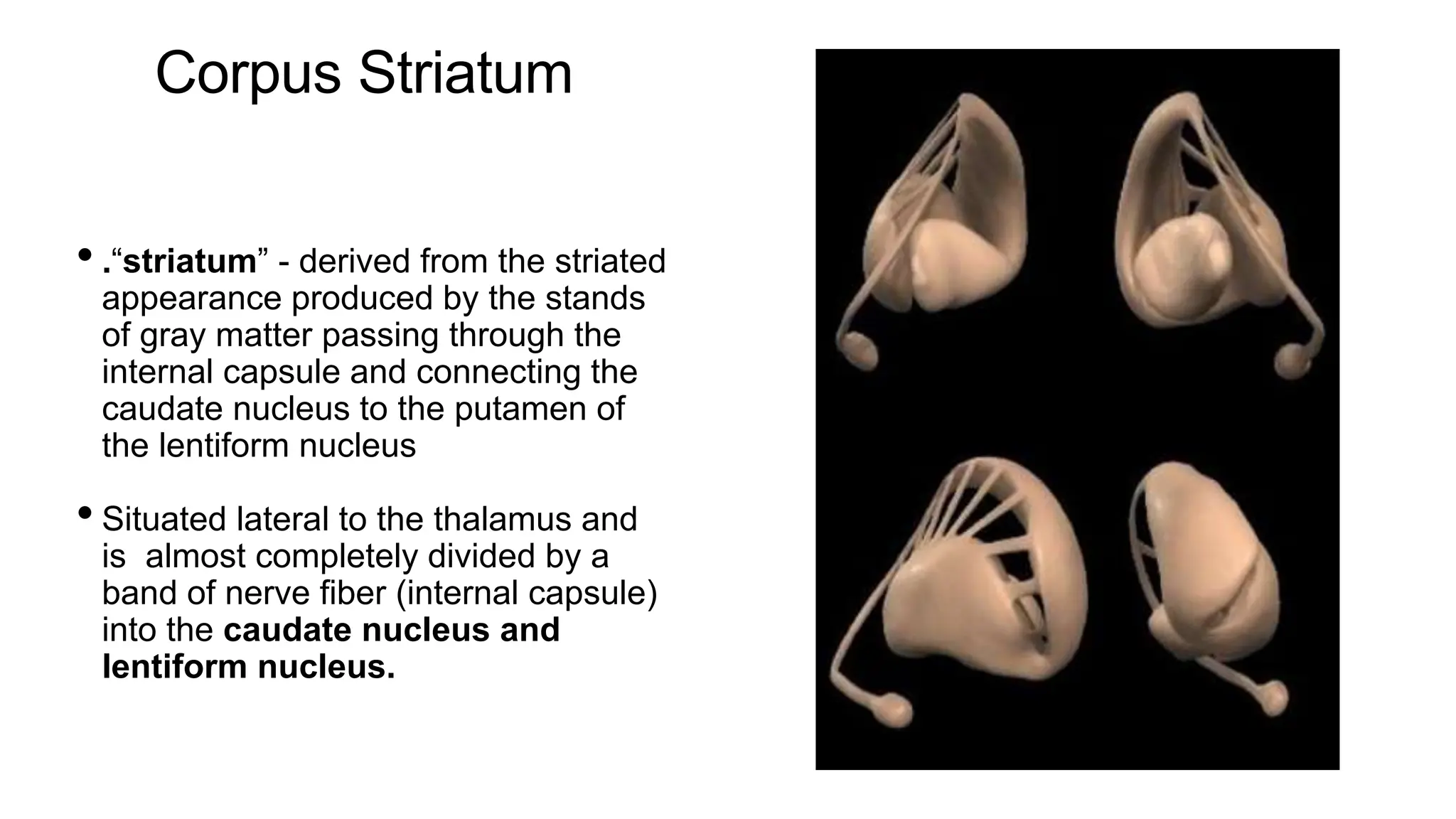 basal ganglia and its circuits connection.pptx