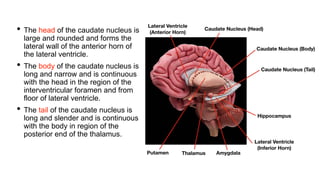 basal ganglia and its circuits connection.pptx