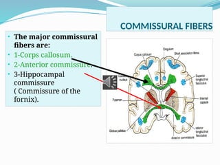 Basal ganglia and white matter.pptx11111 | PPTX
