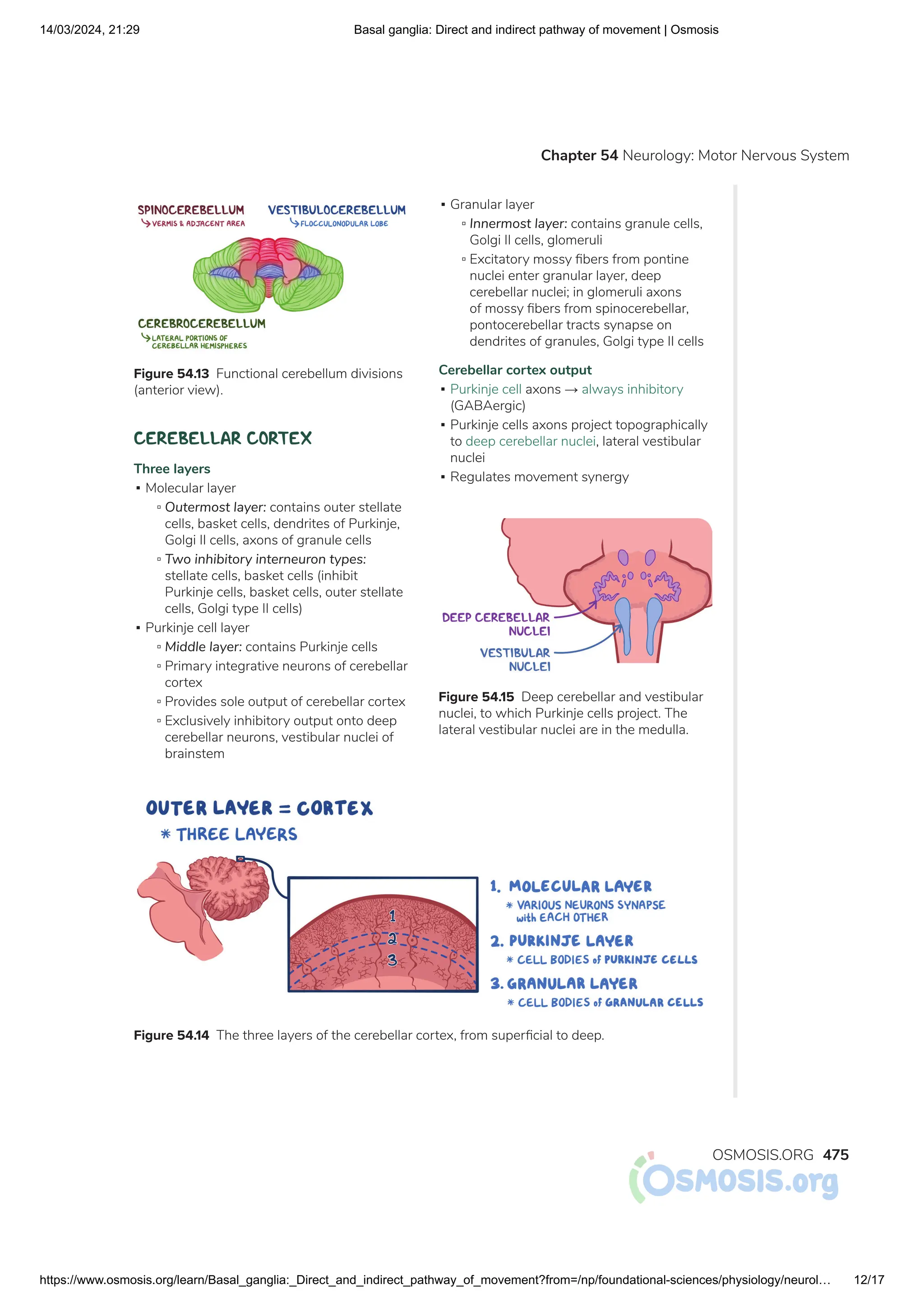 Basal ganglia_ Direct and indirect pathway of movement _ Osmosis.pdf