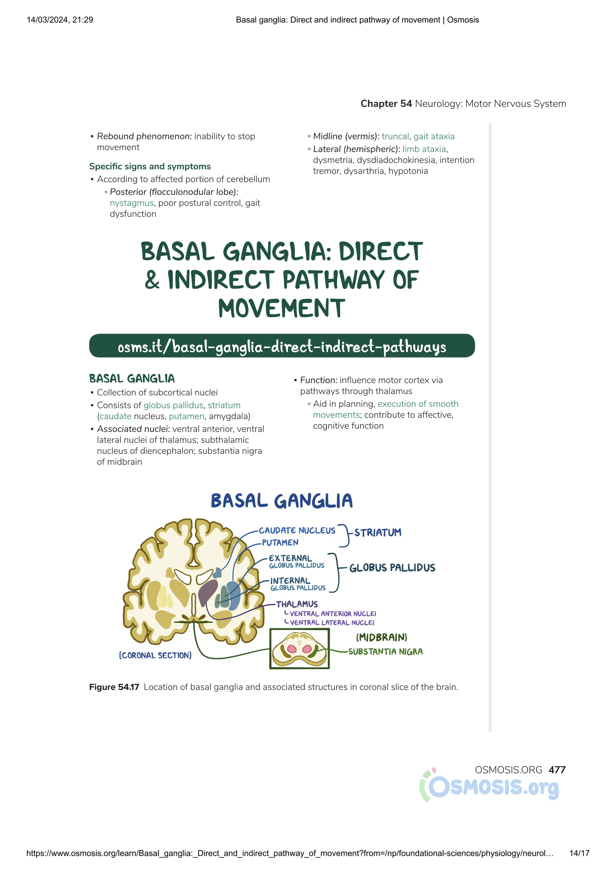 Basal ganglia_ Direct and indirect pathway of movement _ Osmosis.pdf
