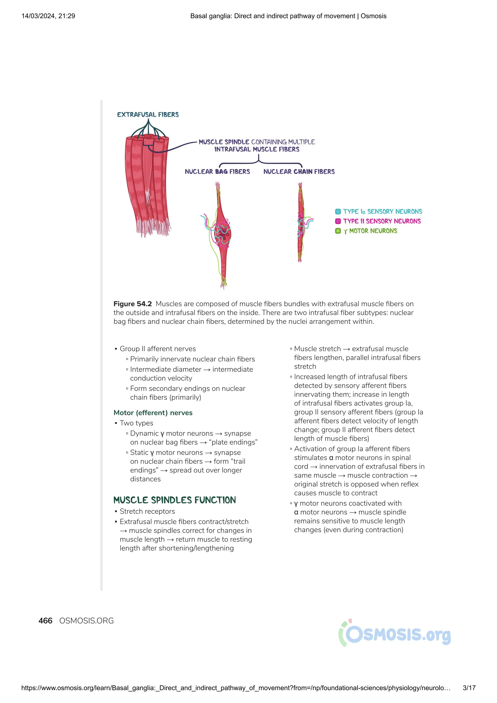 Basal ganglia_ Direct and indirect pathway of movement _ Osmosis.pdf