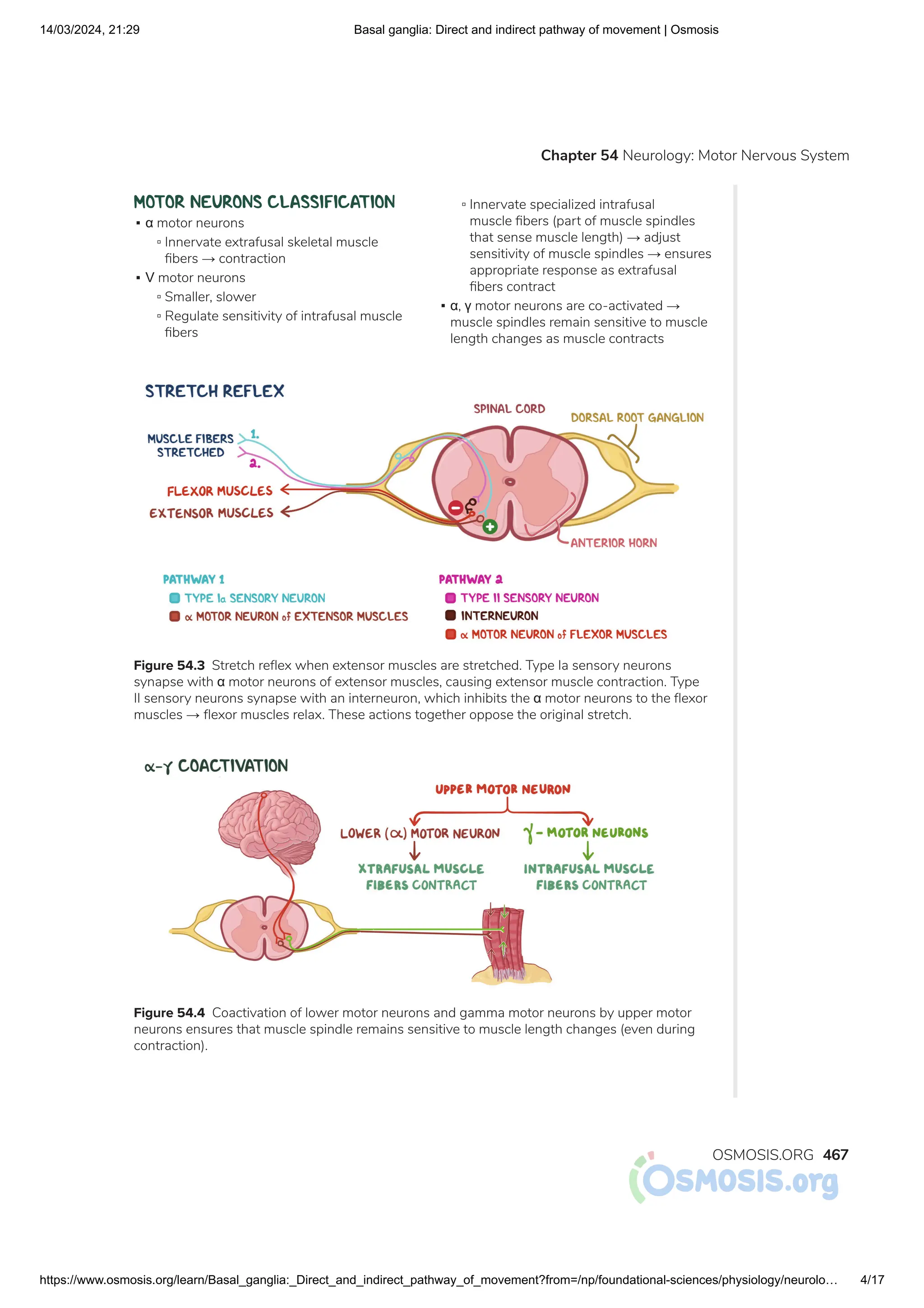 Basal ganglia_ Direct and indirect pathway of movement _ Osmosis.pdf