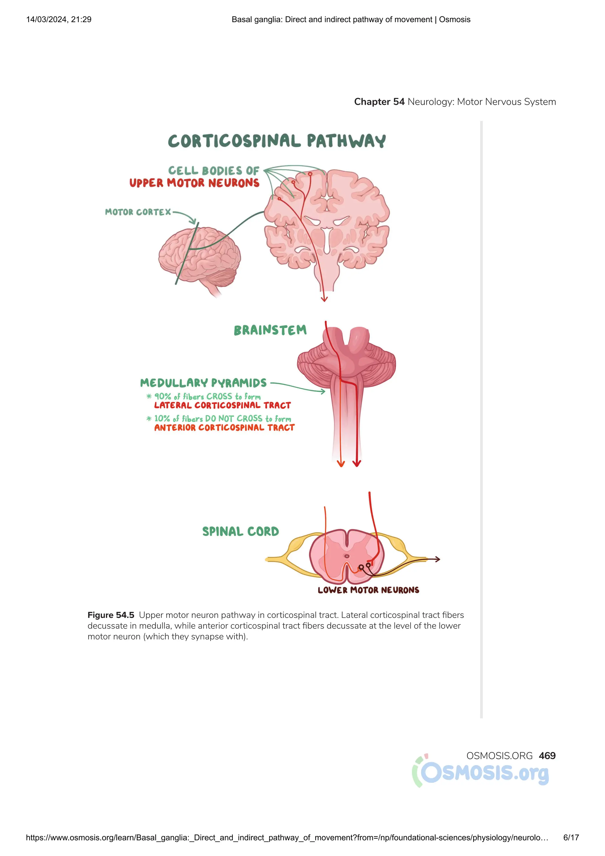 Basal ganglia_ Direct and indirect pathway of movement _ Osmosis.pdf
