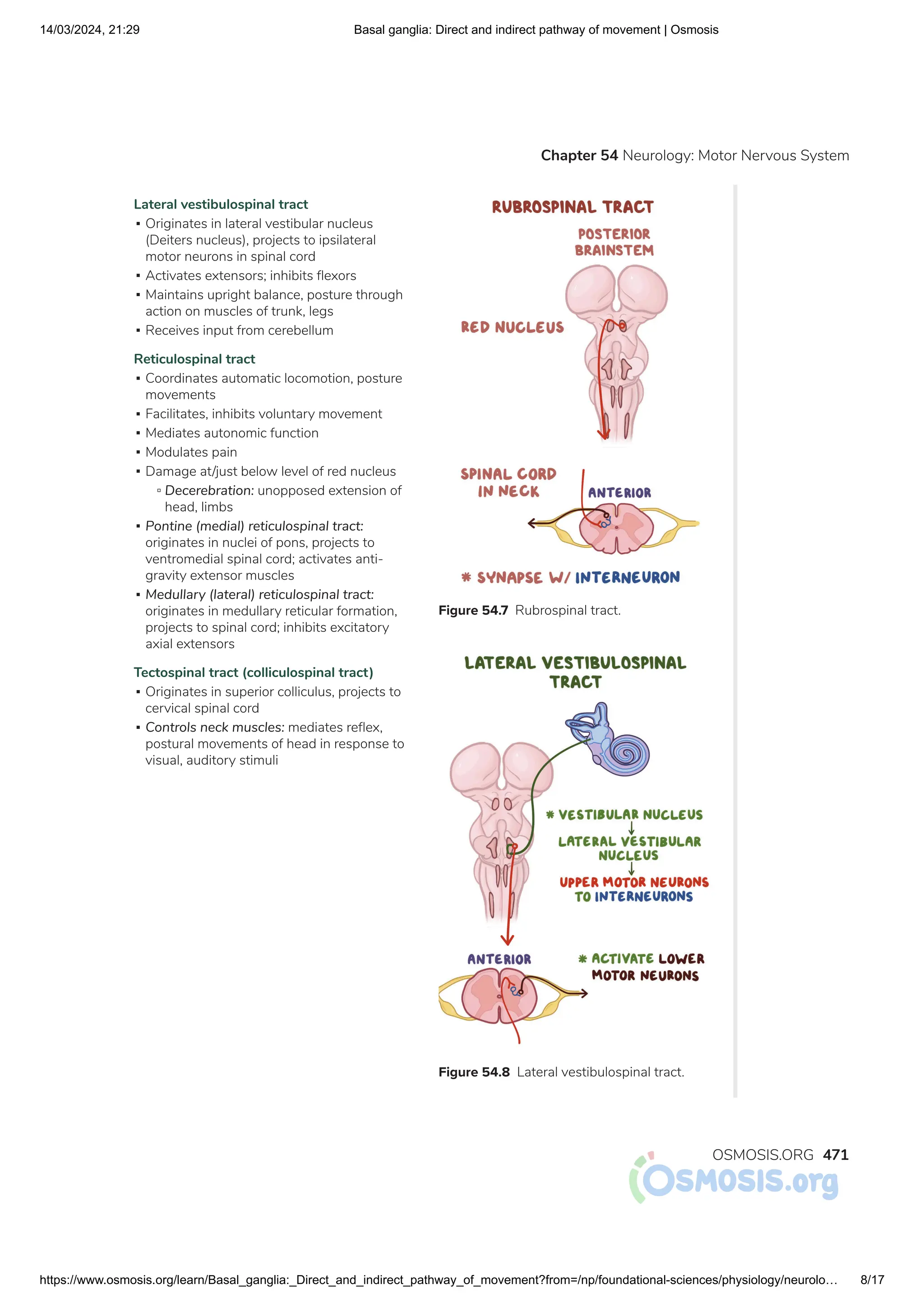 Basal ganglia_ Direct and indirect pathway of movement _ Osmosis.pdf