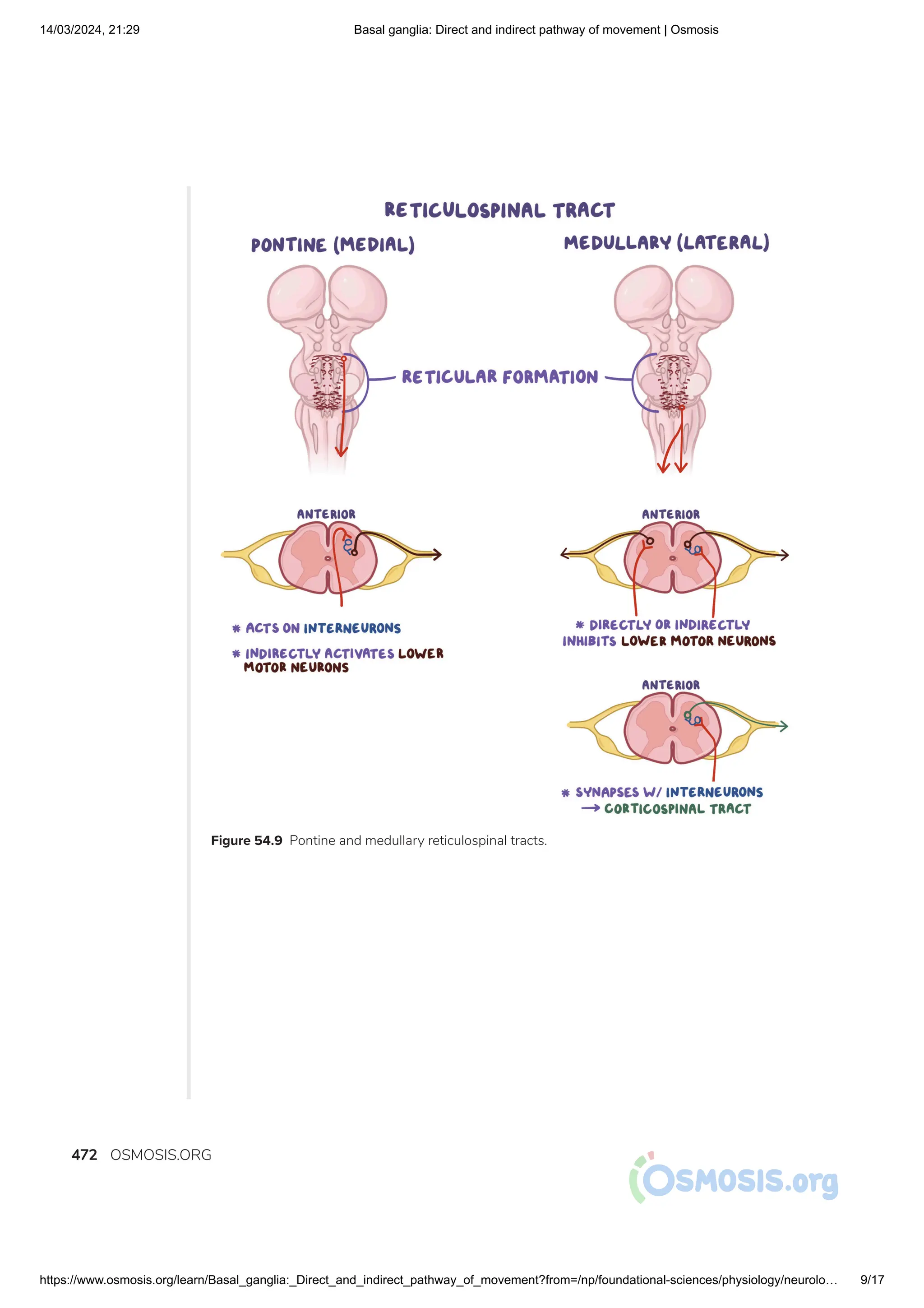 Basal ganglia_ Direct and indirect pathway of movement _ Osmosis.pdf