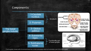 Basal Ganglia .pptxjkjhkjbjkhjbjbghjgjbbjh | PPTX