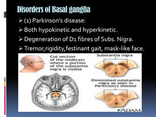 Basal Ganglia (brain) Physiology, Parkinsonism | PPTX