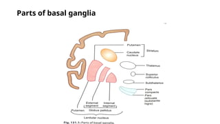 basal ganglia its connecetions , functions, and disorders..pptx