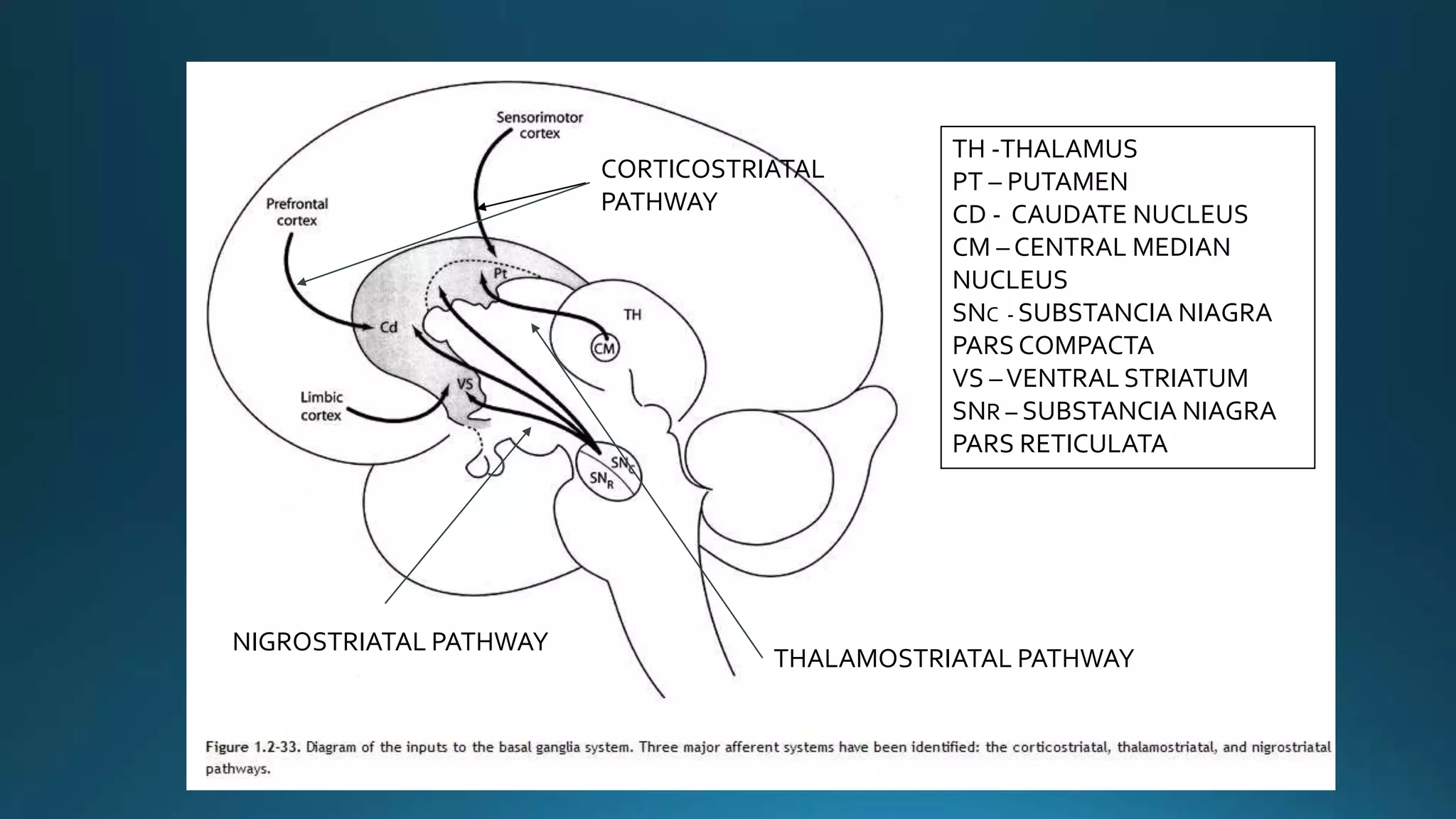 Basal ganglia – Neuropsychiatric aspect | PPTX