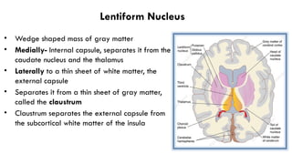 Basal Ganglia | PPTX