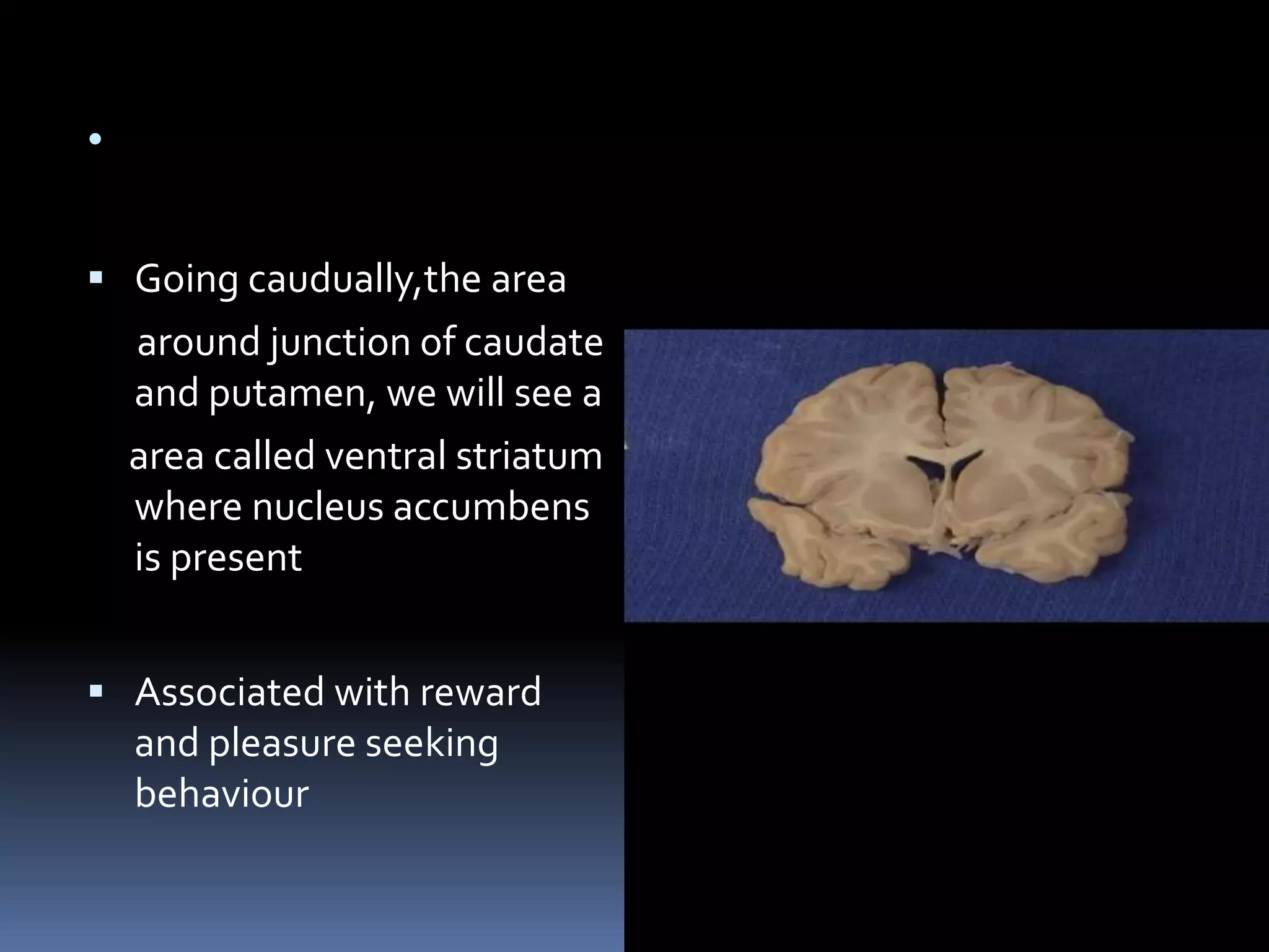 Basal ganglia by Dr.RAJESH PULIPAKA. | PPT