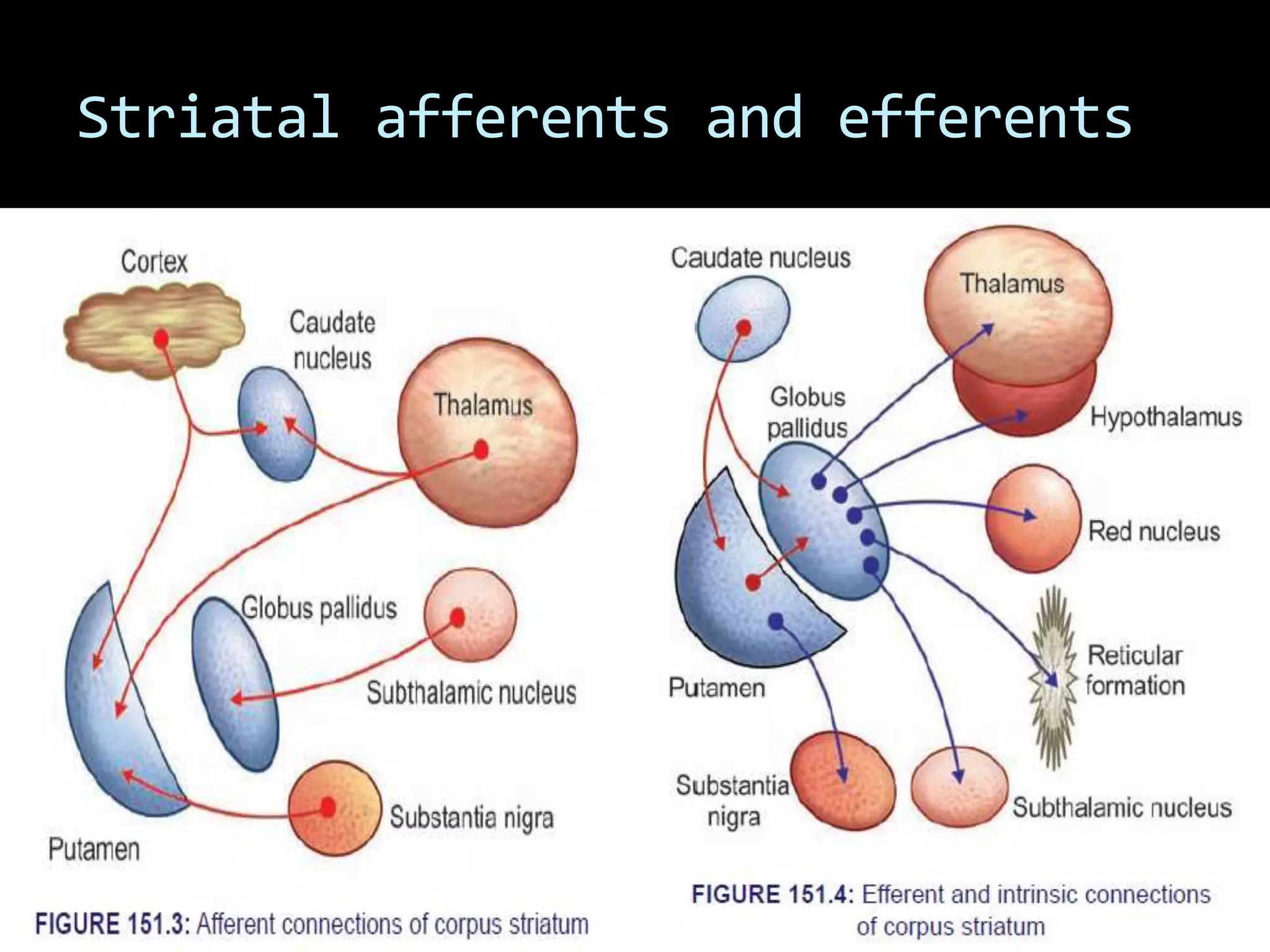 Basal ganglia by Dr.RAJESH PULIPAKA. | PPT