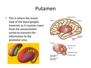 Basal ganglia stroke | PPTX