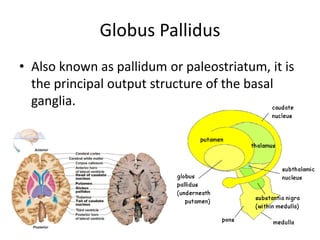 Basal ganglia stroke | PPTX