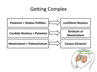Basal ganglia stroke | PPT
