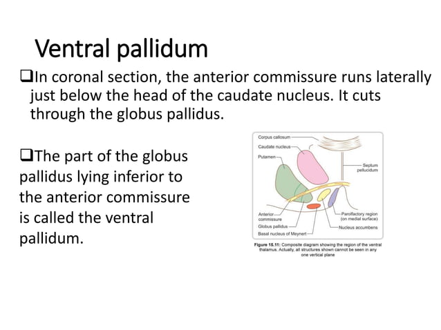 Basal ganglia anatomy and physiology ppt | PPT