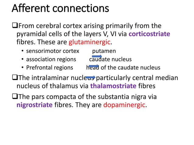 Basal ganglia anatomy and physiology ppt | PPT