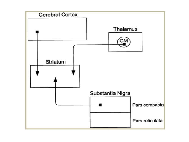 Basal ganglia anatomy and physiology ppt | PPT