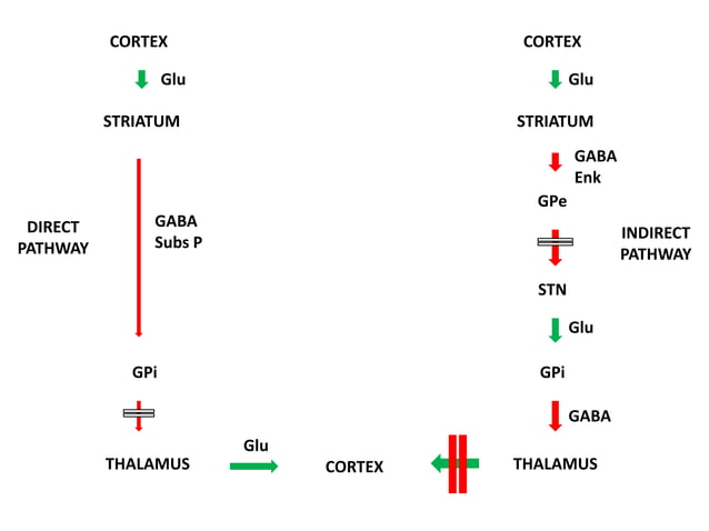 Basal ganglia anatomy and physiology ppt | PPT