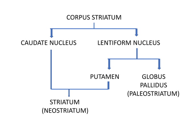 Basal ganglia anatomy and physiology ppt | PPT