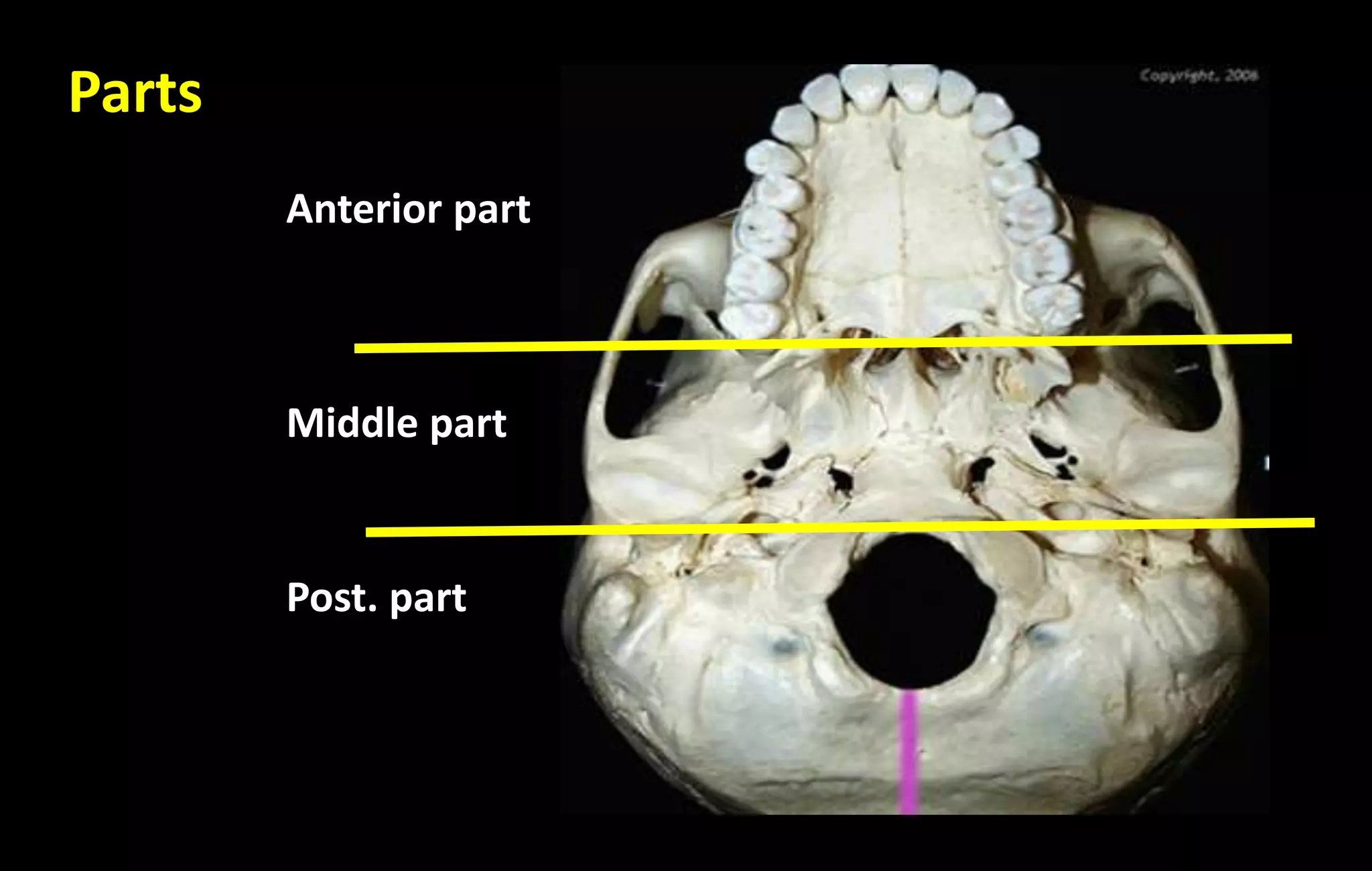Norma Basalis | PPTX