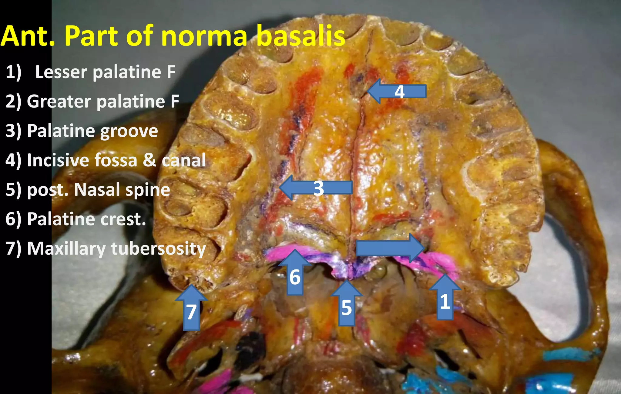 Norma Basalis | PPTX