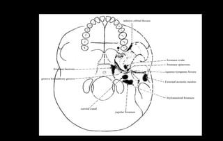 Norma Basalis | PPTX