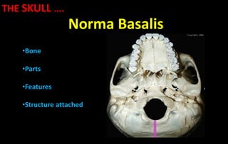 Norma Basalis | PPTX