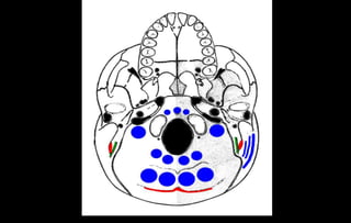 Norma Basalis | PPTX